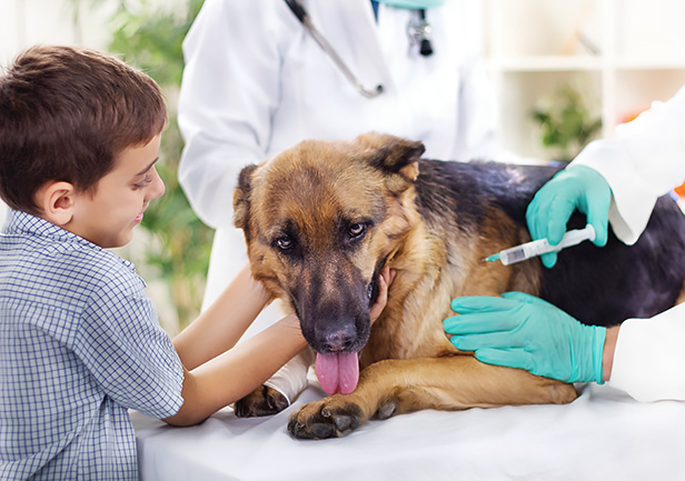 Why Prevention is Better than Cure when Caring for Pets