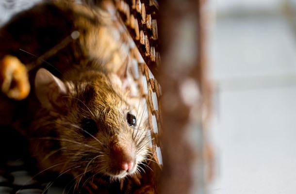 6 Methods to Stop Mice from Entering Your Home