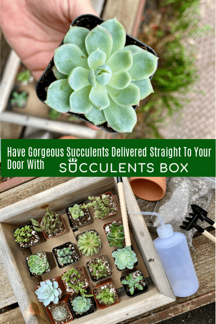 Have Gorgeous Succulents Delivered Straight To Your Door With ...