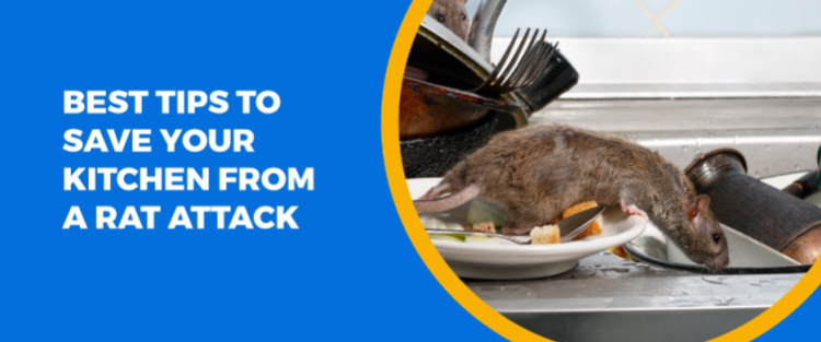 Best Tips To Save Your Kitchen From A Rat Attack