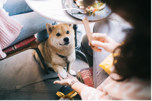 Dining Out with Your Dog – A Complete Etiquette Guide