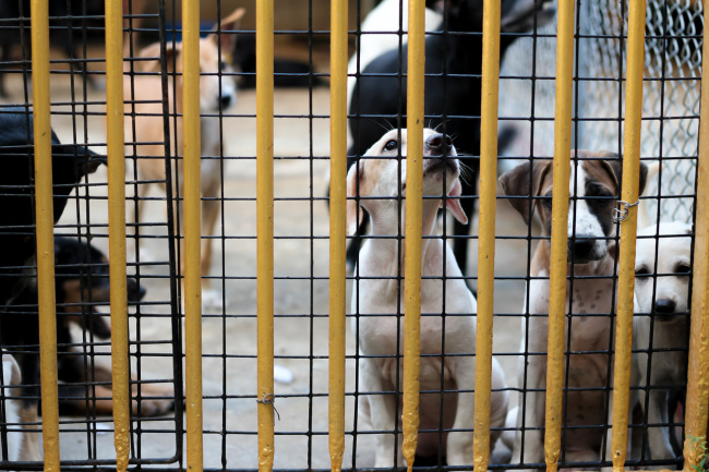 Fostering Dogs for Adoption