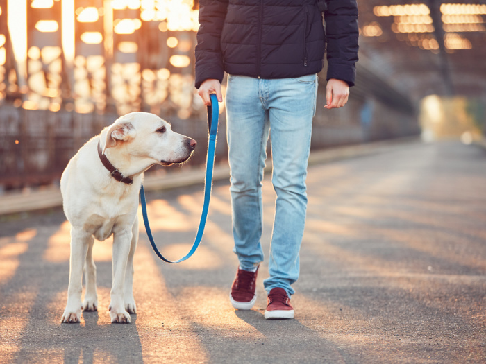 Getting a Dog To Walk Nicely By Your Side