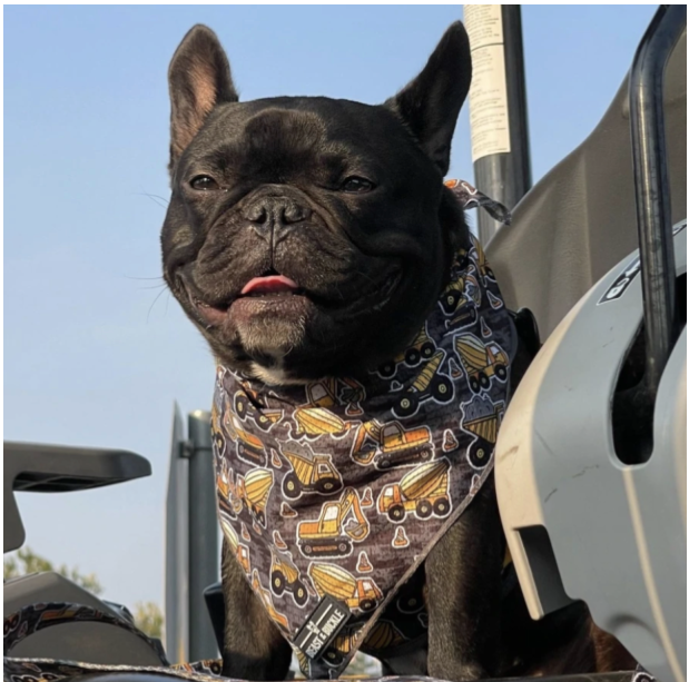 8 Charming Ways to Style Your Pup