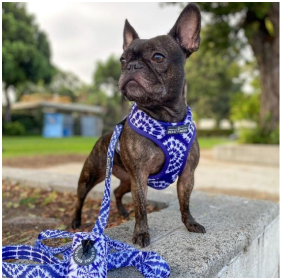 8 Charming Ways to Style Your Pup