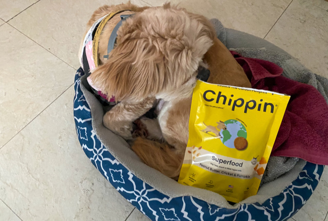Chippin ~ Foods That Are Better For Your Dog & The Planet!