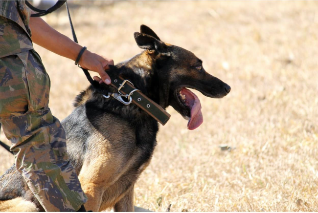 Sniff ‘Em Out: How Detective Dogs Aid the Police