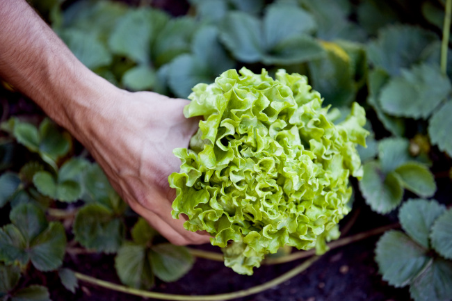How to Start Your Own Vegetable Patch This Fall