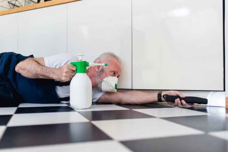 What is the best way to prevent a pest infestation?