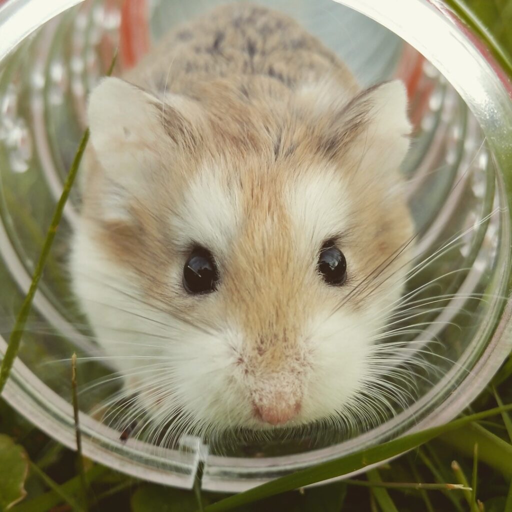 A New Owner's Guide to Taking Care of a Hamster