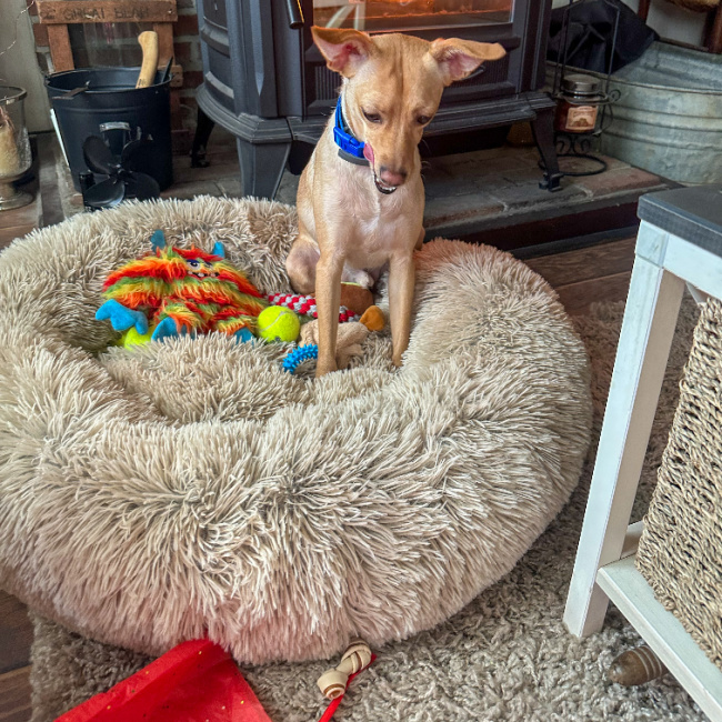 My Savvy Review Of Kara's Paws & Wet Noses Mystery Box ...