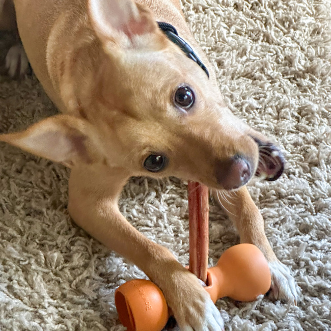 Savvy Pet Tips Archives