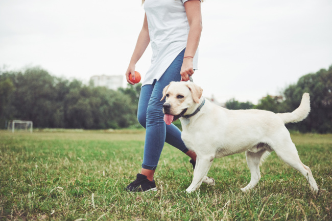 Polishing Your Pooch: Mastering Dog Training for a Well-Behaved Companion