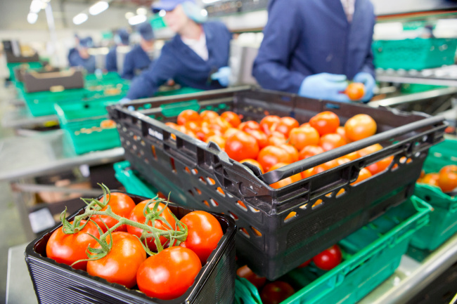 Essential Hygiene Protocols for Effective Food Manufacturing