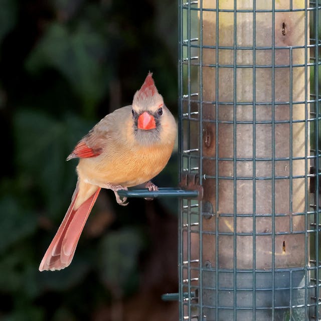 Why Flock Behavior Changes When Feeder Access Is Uneven